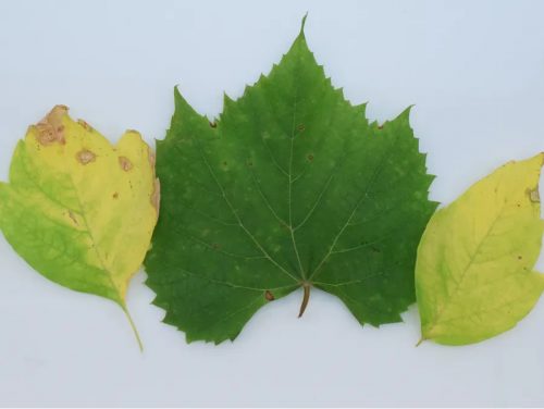 Determining a Plant's Health with TinyML - Open-Electronics